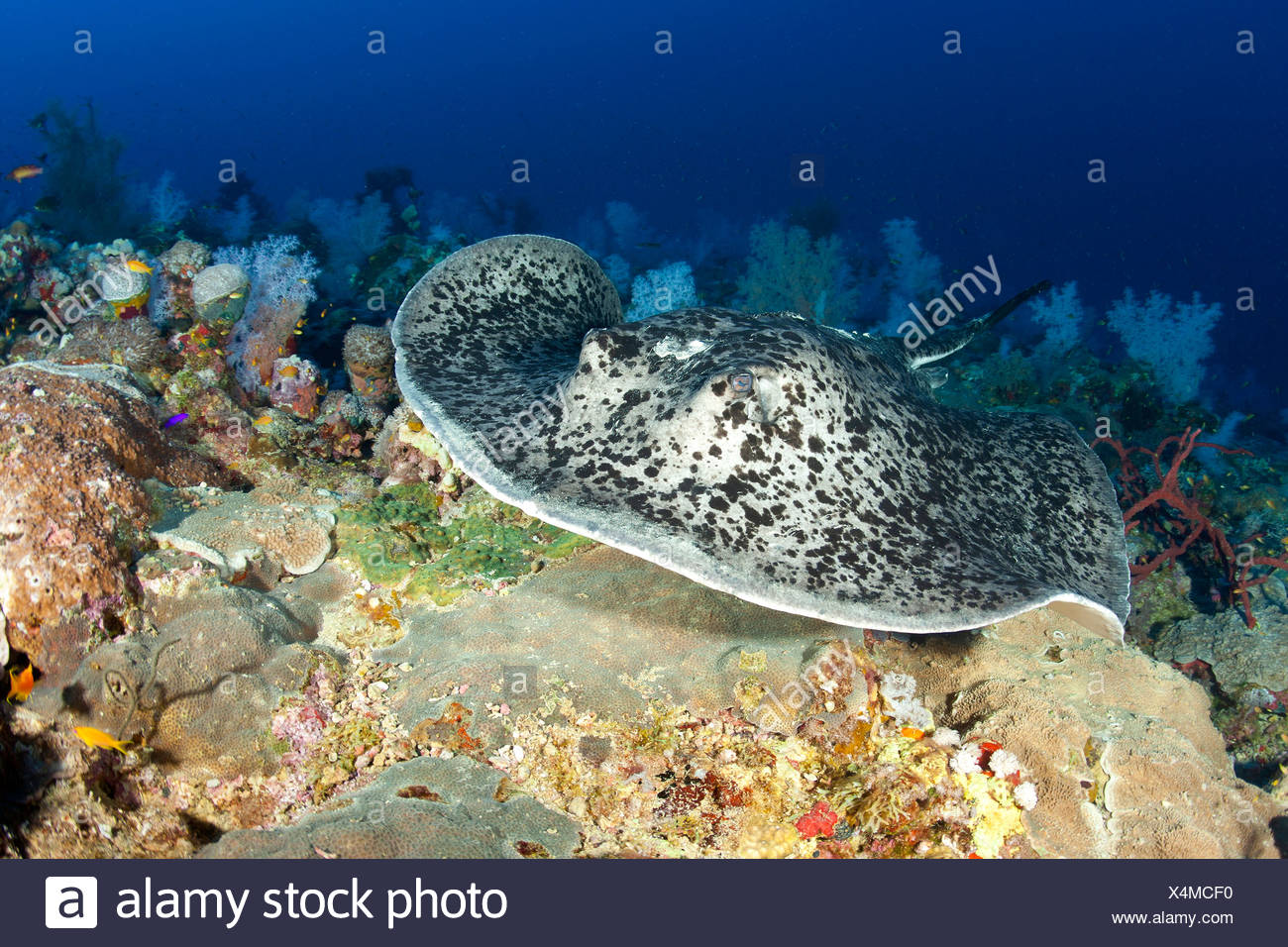 Black Spotted Stingray Stock Photos & Black Spotted Stingray Stock ...