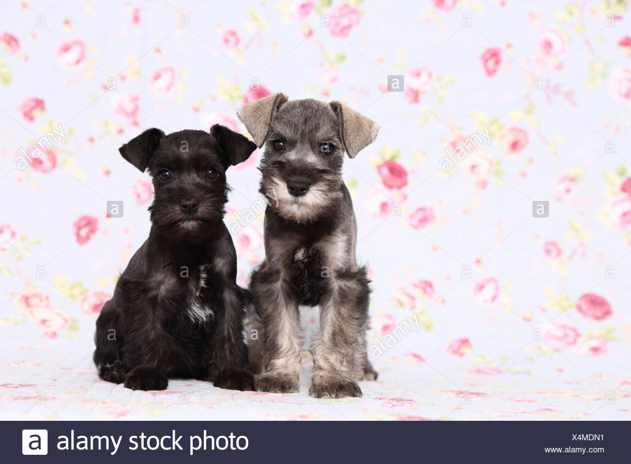 Miniature Schnauzer Puppies High Resolution Stock Photography and ...