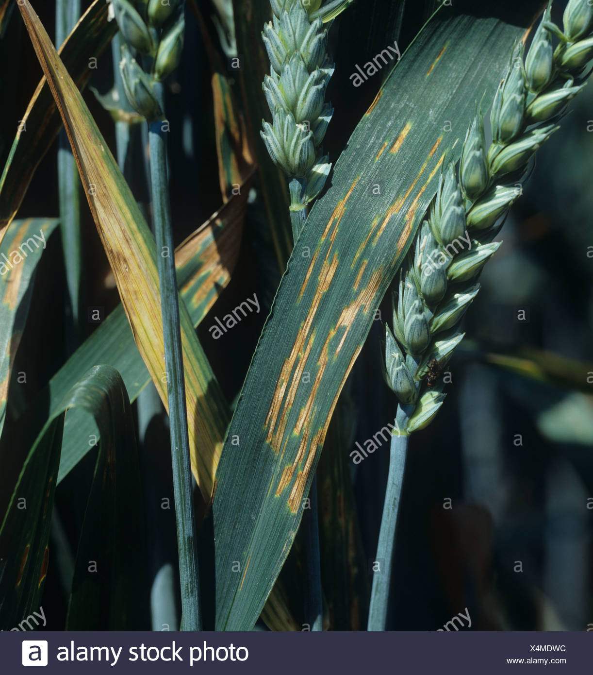 Septoria Leaf Blotch High Resolution Stock Photography and Images - Alamy