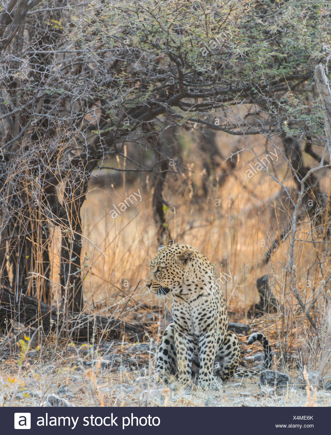 Leopard Sitting On Tree High Resolution Stock Photography and Images ...