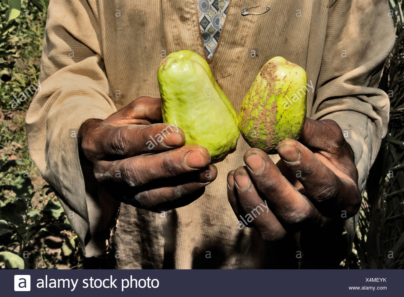 Frucht Psidium Guajava Guava High Resolution Stock Photography and ...