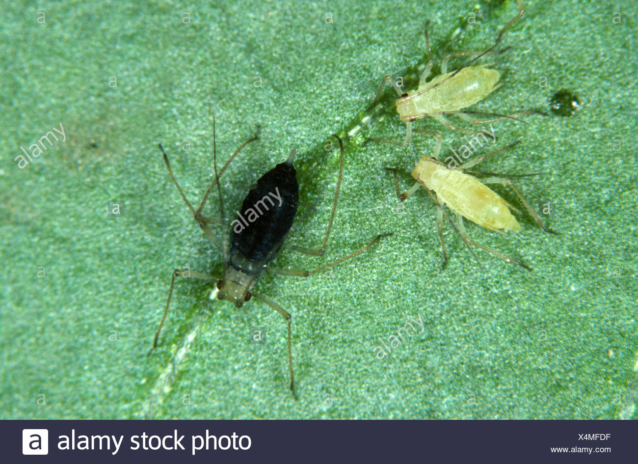 Biological Control For Aphids High Resolution Stock Photography and ...