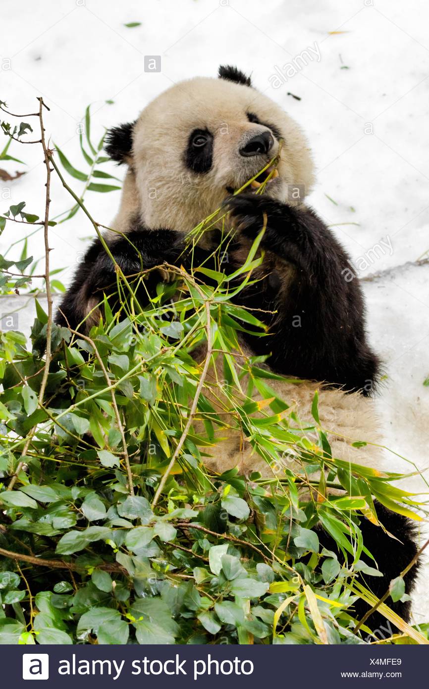 Bear Laying On Back High Resolution Stock Photography and Images - Alamy
