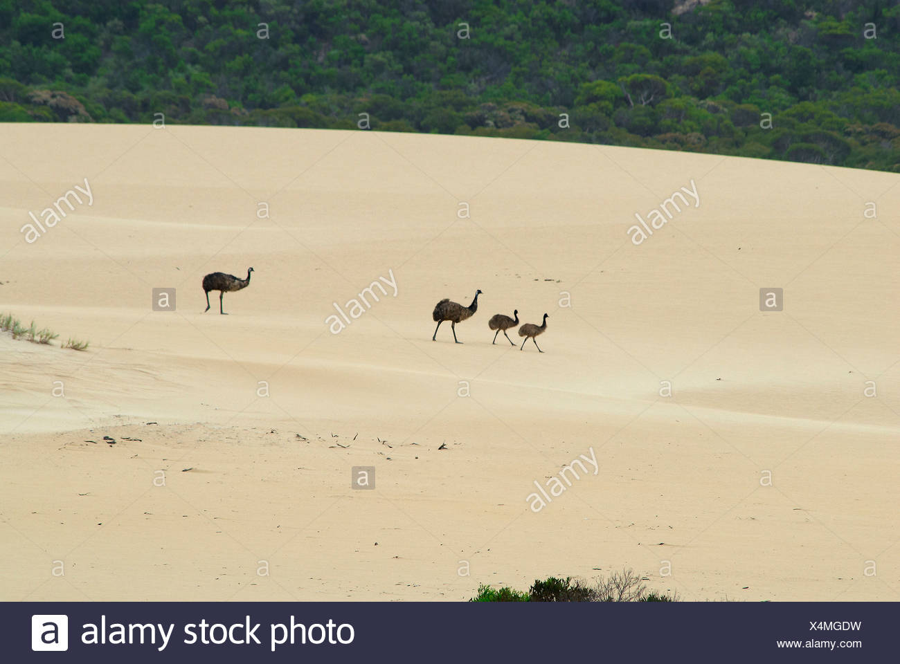 Sand Dune Birds High Resolution Stock Photography and Images - Alamy