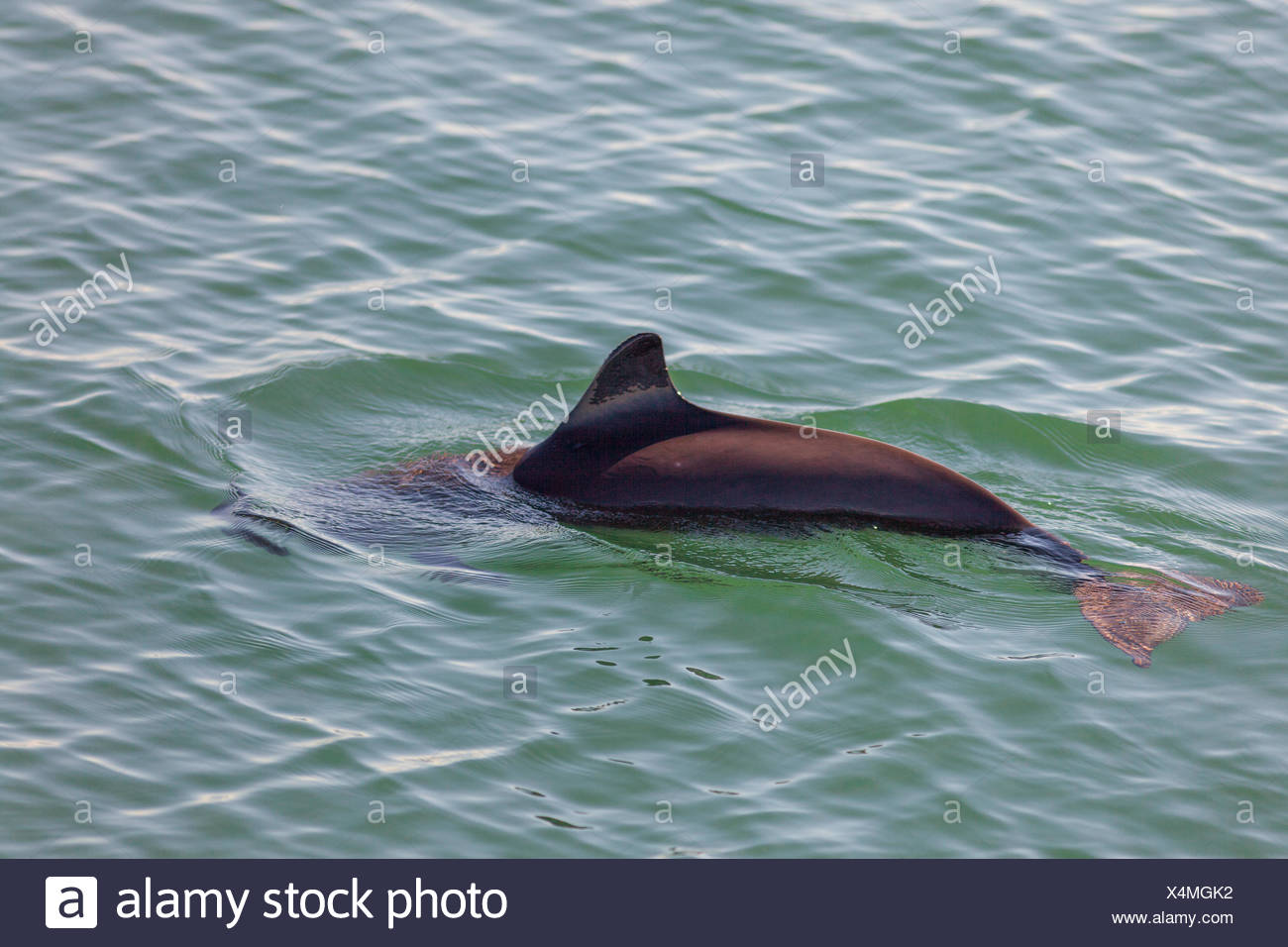 Harbour Porpoise Marine Sea High Resolution Stock Photography and ...