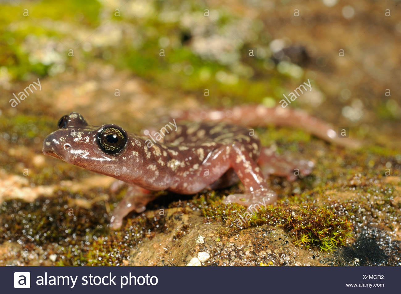 Grotto Salamander High Resolution Stock Photography and Images - Alamy