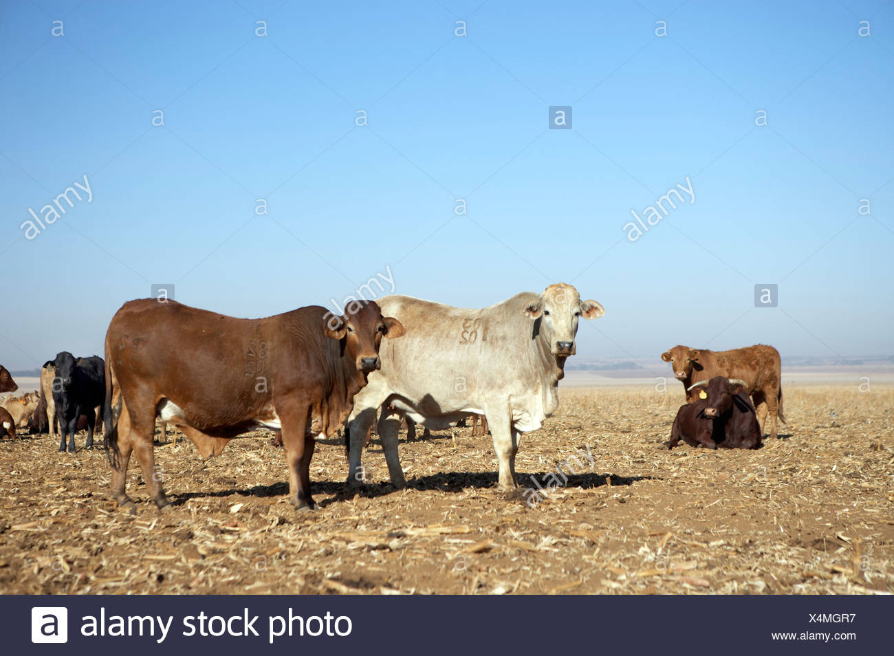 Boran Cattle Stock Photos & Boran Cattle Stock Images - Alamy