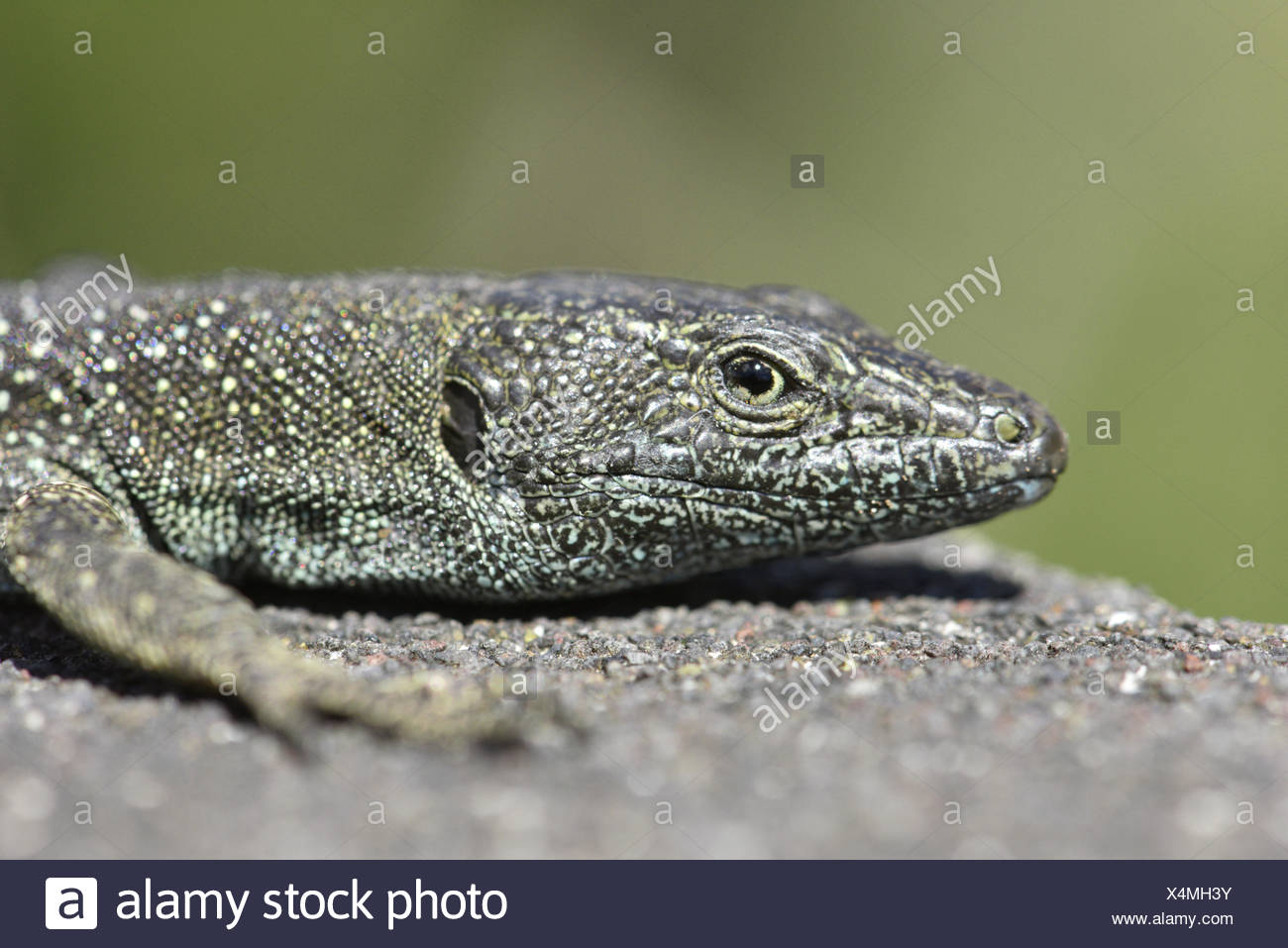Dugesii High Resolution Stock Photography and Images - Alamy
