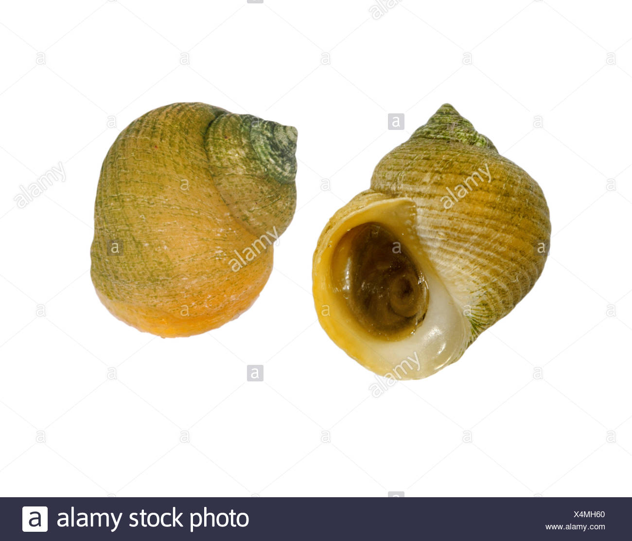 Periwinkle Shell Stock Photos & Periwinkle Shell Stock Images - Alamy