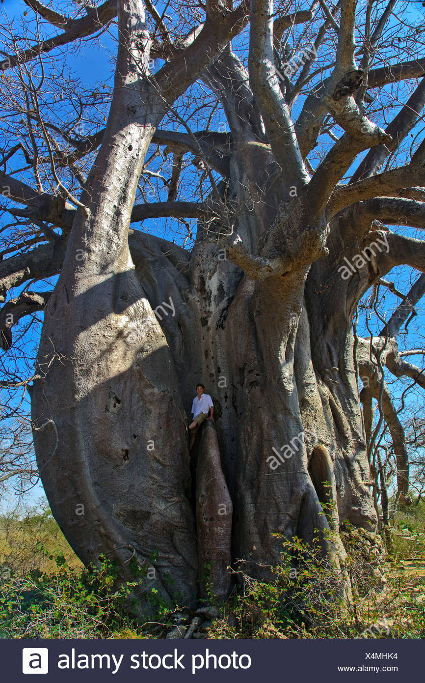 Baobab Tree Trunk Stock Photos & Baobab Tree Trunk Stock Images - Alamy