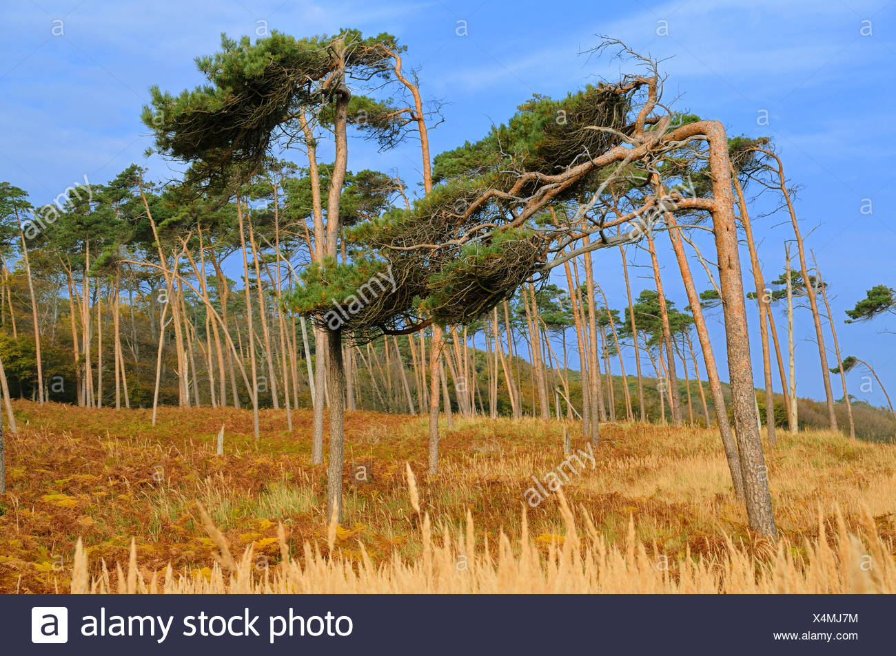 Windswept Pine High Resolution Stock Photography and Images - Alamy