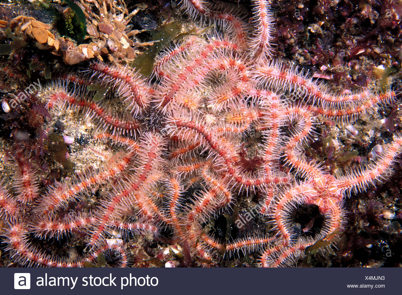 Ophiura Ophiura Stock Photos & Ophiura Ophiura Stock Images - Alamy
