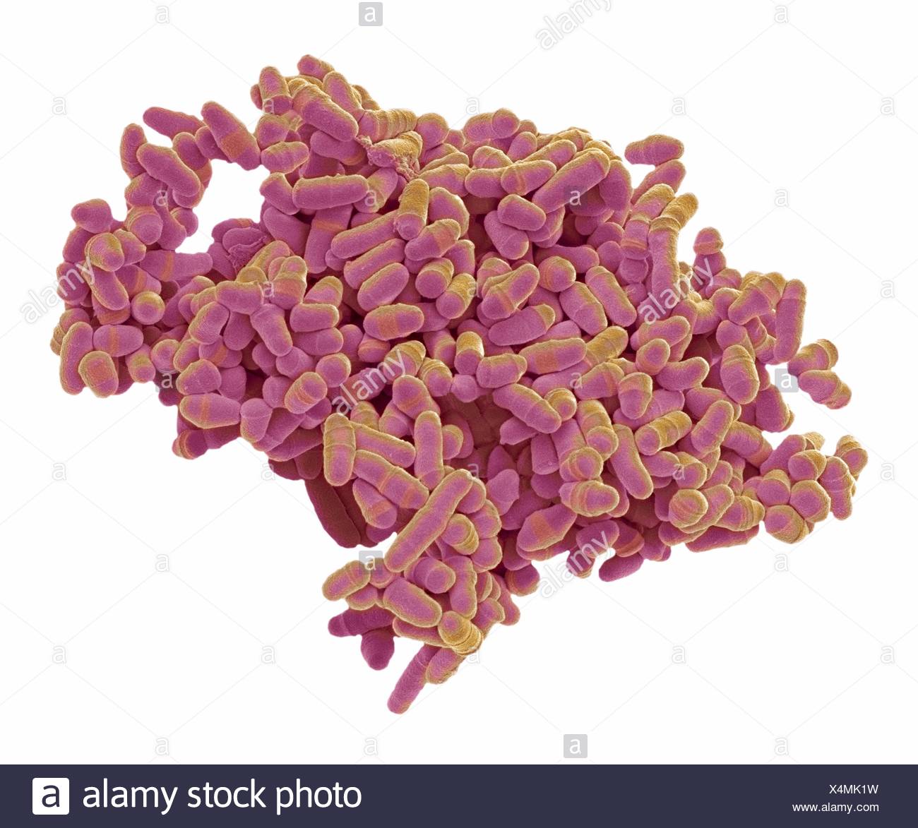 Yeast Microscope High Resolution Stock Photography and Images - Alamy