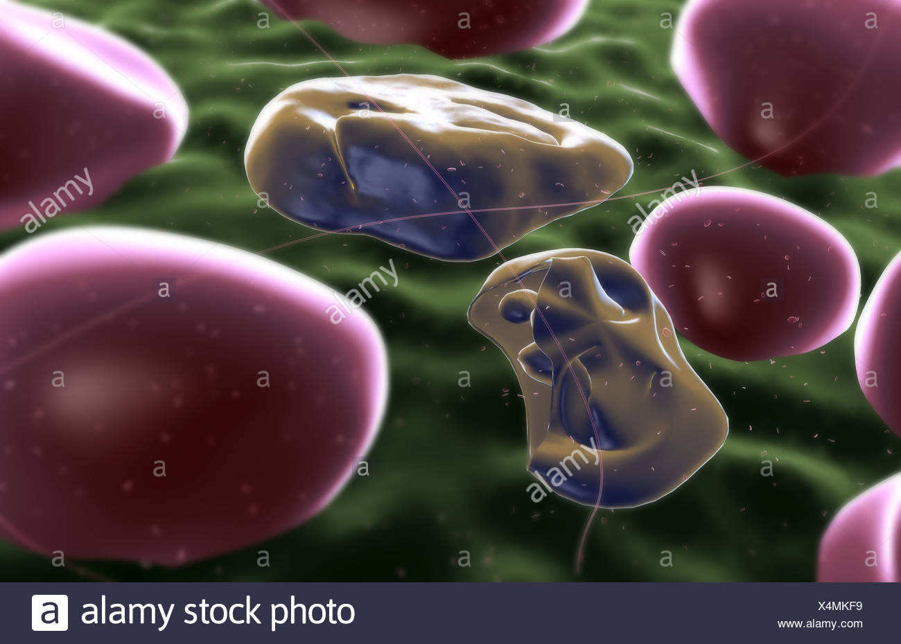 Malaria Merozoites High Resolution Stock Photography and Images - Alamy