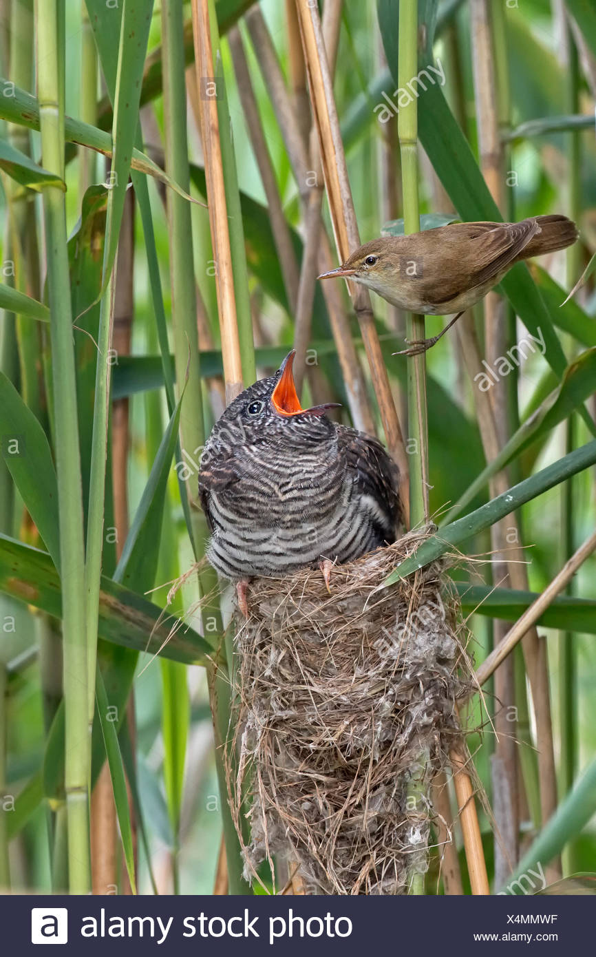 Host Nest High Resolution Stock Photography and Images - Alamy