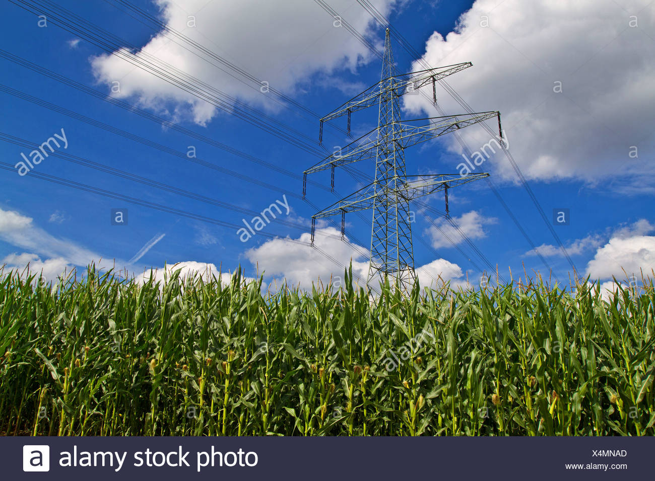 Indian Electricity Pole Stock Photos & Indian Electricity Pole Stock ...