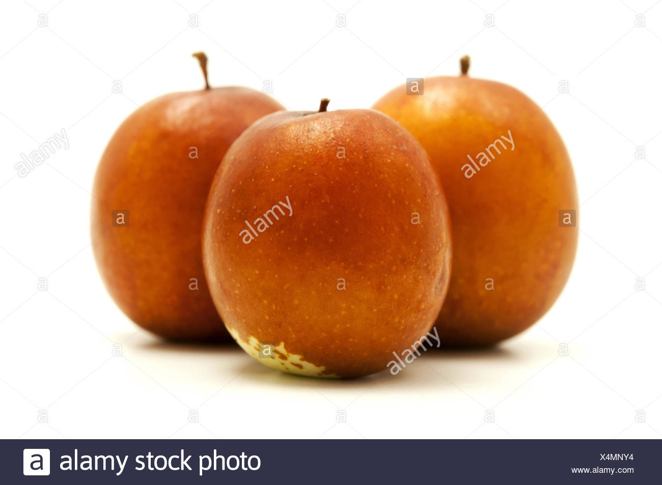 Indian Jujube Stock Photos & Indian Jujube Stock Images - Alamy