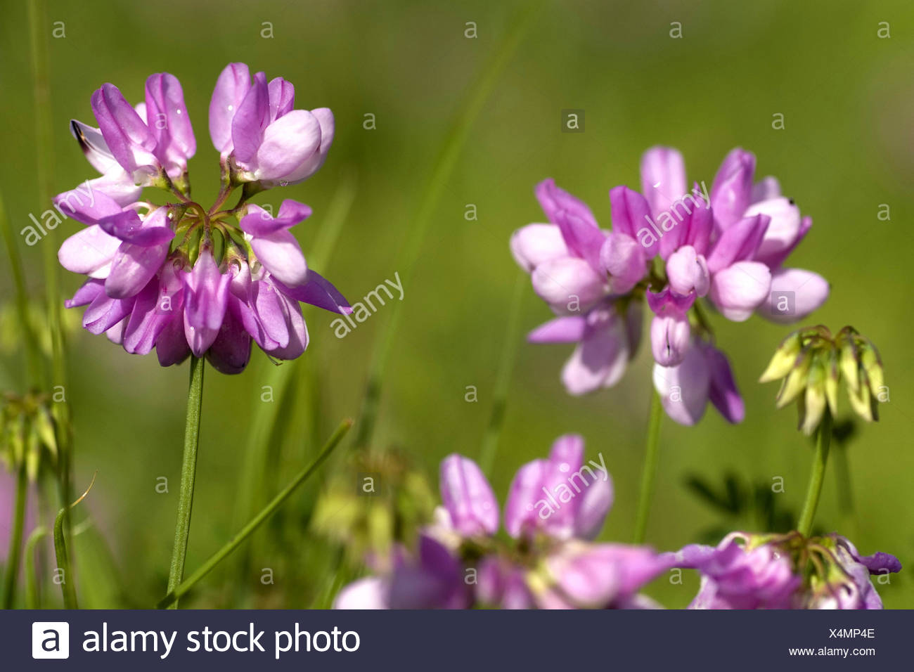 Common Vetch Stock Photos & Common Vetch Stock Images - Alamy