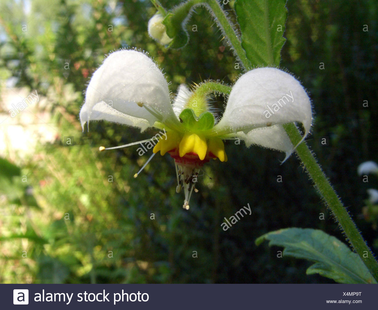 Loasa Loasa Triphylla High Resolution Stock Photography and Images - Alamy