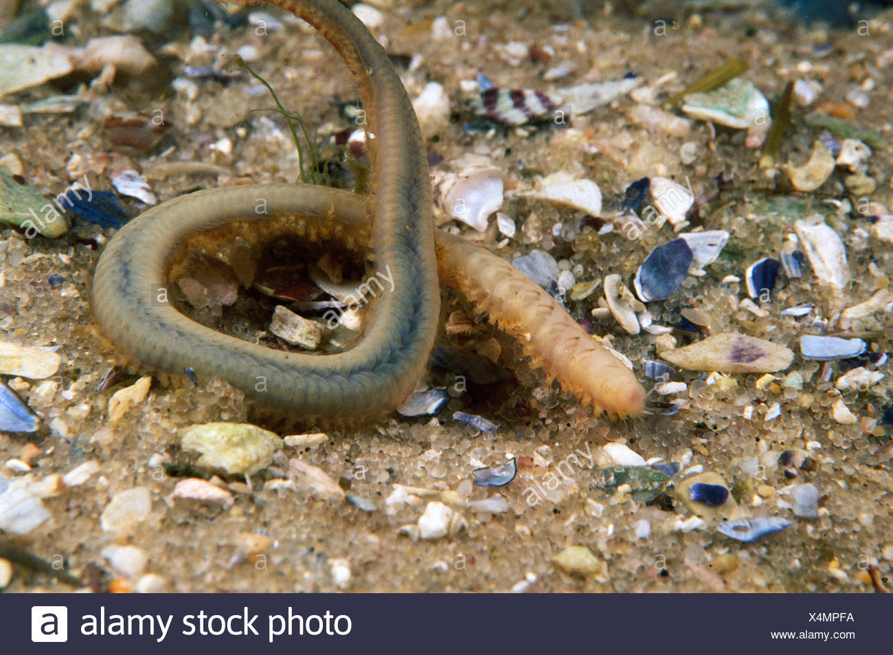 Polynoe High Resolution Stock Photography and Images - Alamy