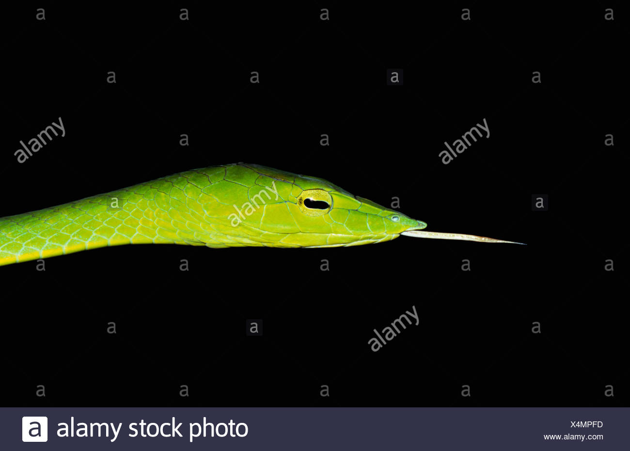 Common Vine Snakes High Resolution Stock Photography and Images - Alamy