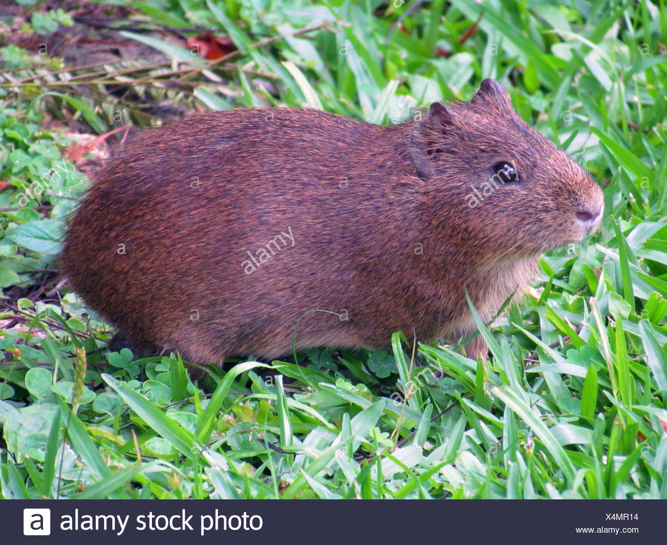 Wild Guinea Pig Stock Photos & Wild Guinea Pig Stock Images - Alamy
