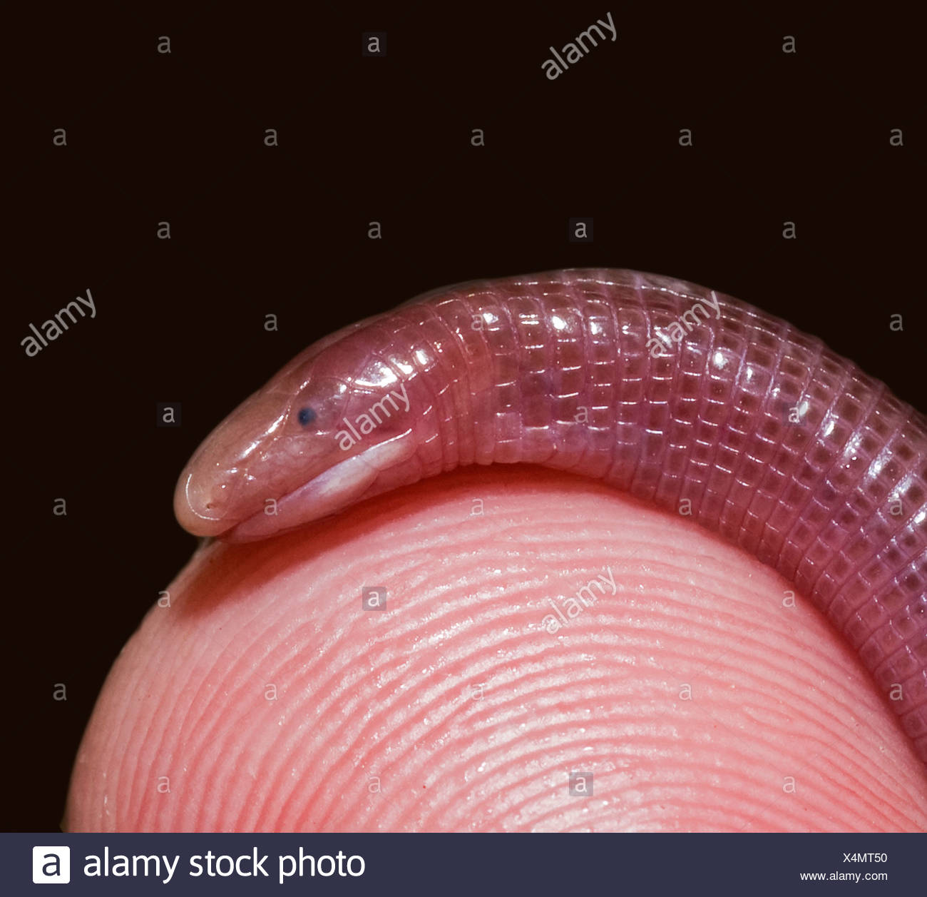 Fossorial Stock Photos & Fossorial Stock Images - Alamy