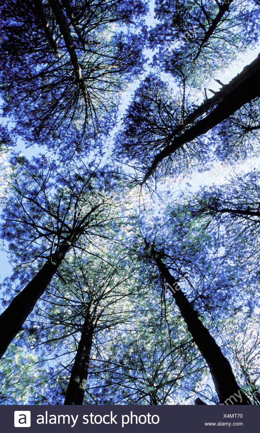 Oyamel Fir Tree High Resolution Stock Photography and Images - Alamy