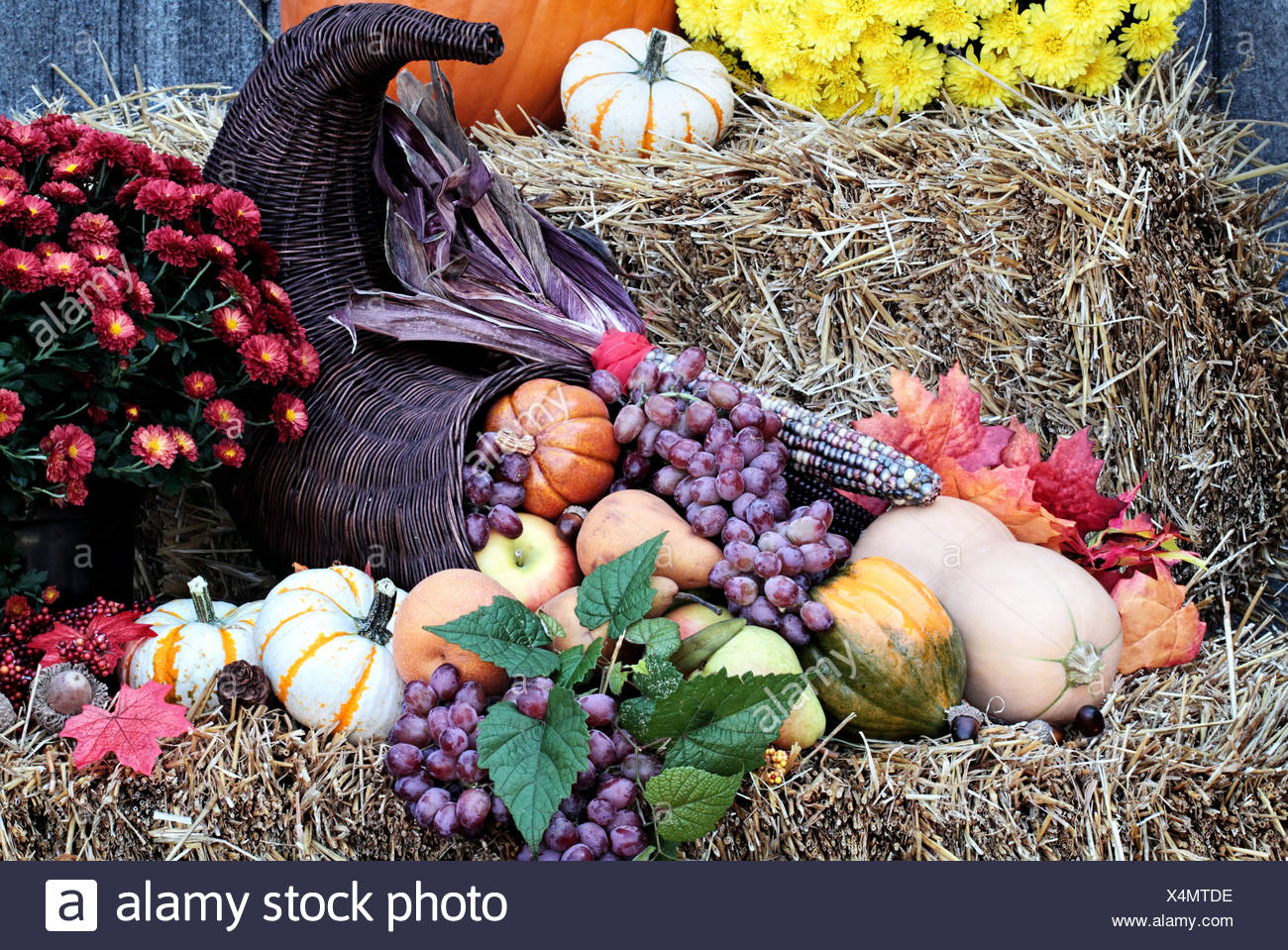 Thanksgiving Cornucopia Stock Photos & Thanksgiving Cornucopia Stock ...
