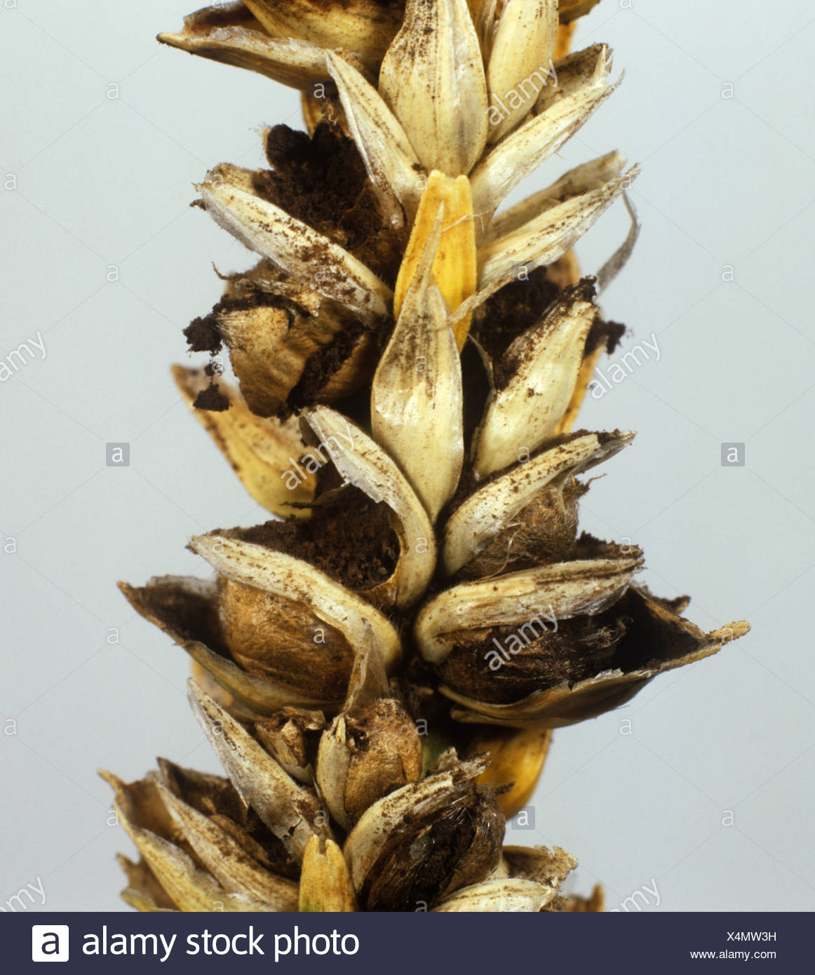 Kernel Of Wheat High Resolution Stock Photography and Images - Alamy