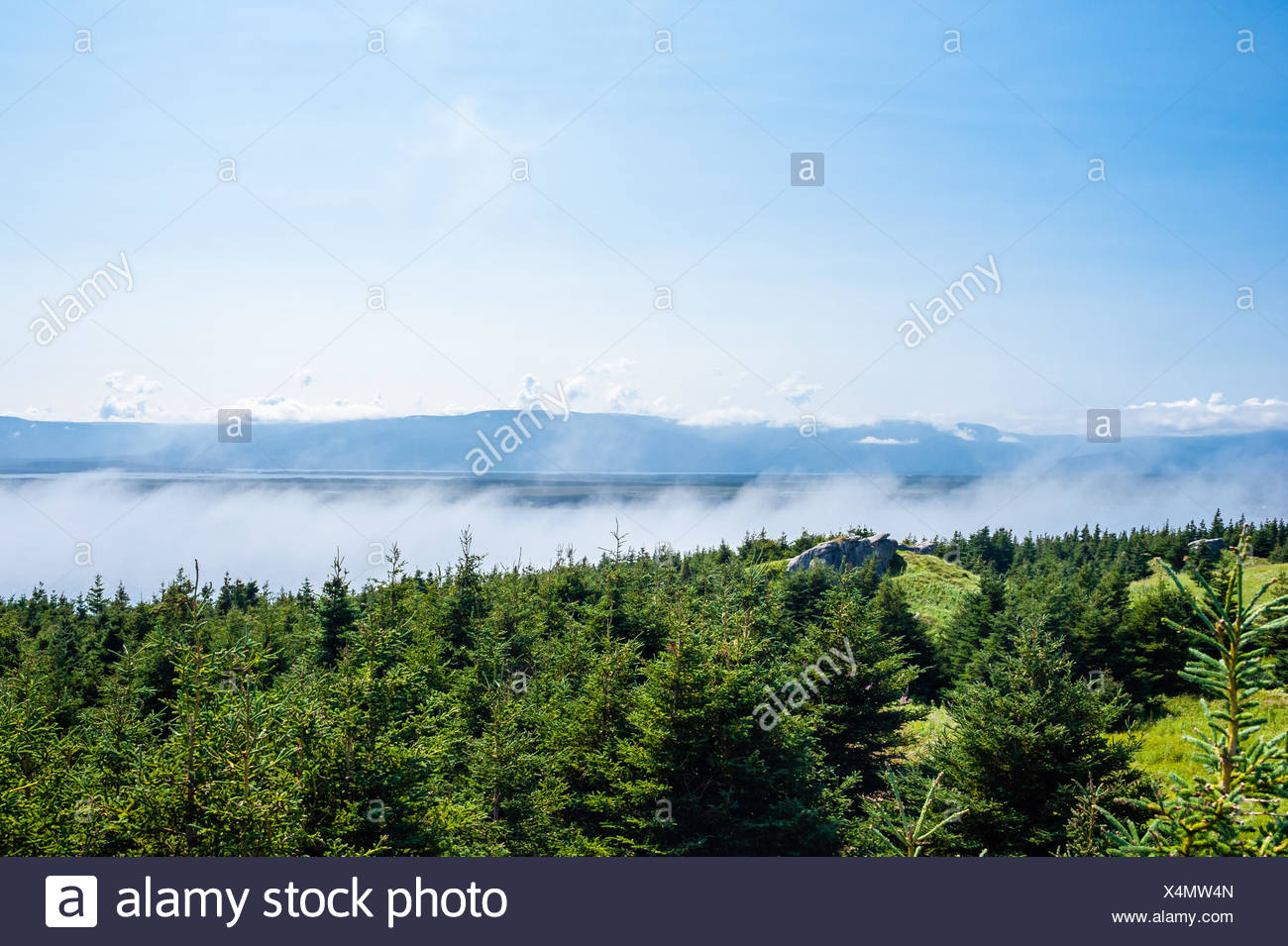 Forest Trees Wilderness Newfoundland Canada Stock Photos & Forest Trees ...