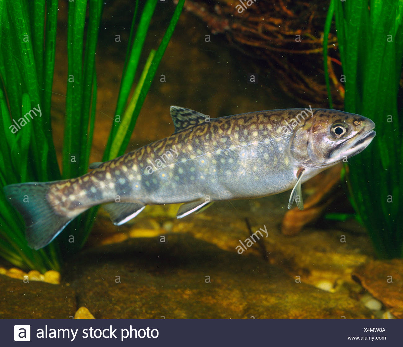 Brook Charr Stock Photos & Brook Charr Stock Images - Alamy