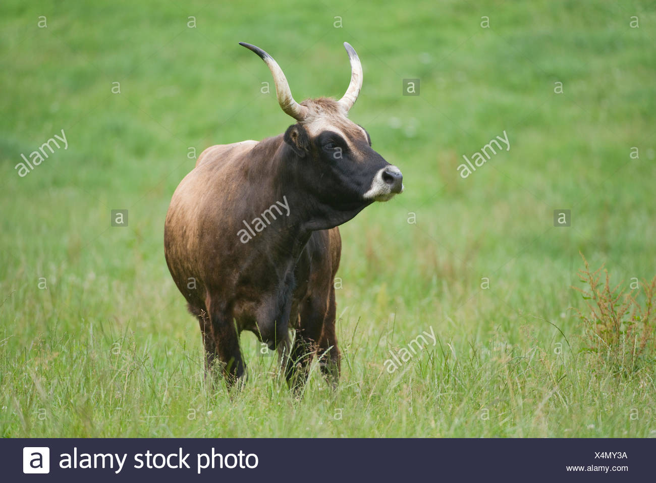 Aurochs High Resolution Stock Photography and Images - Alamy