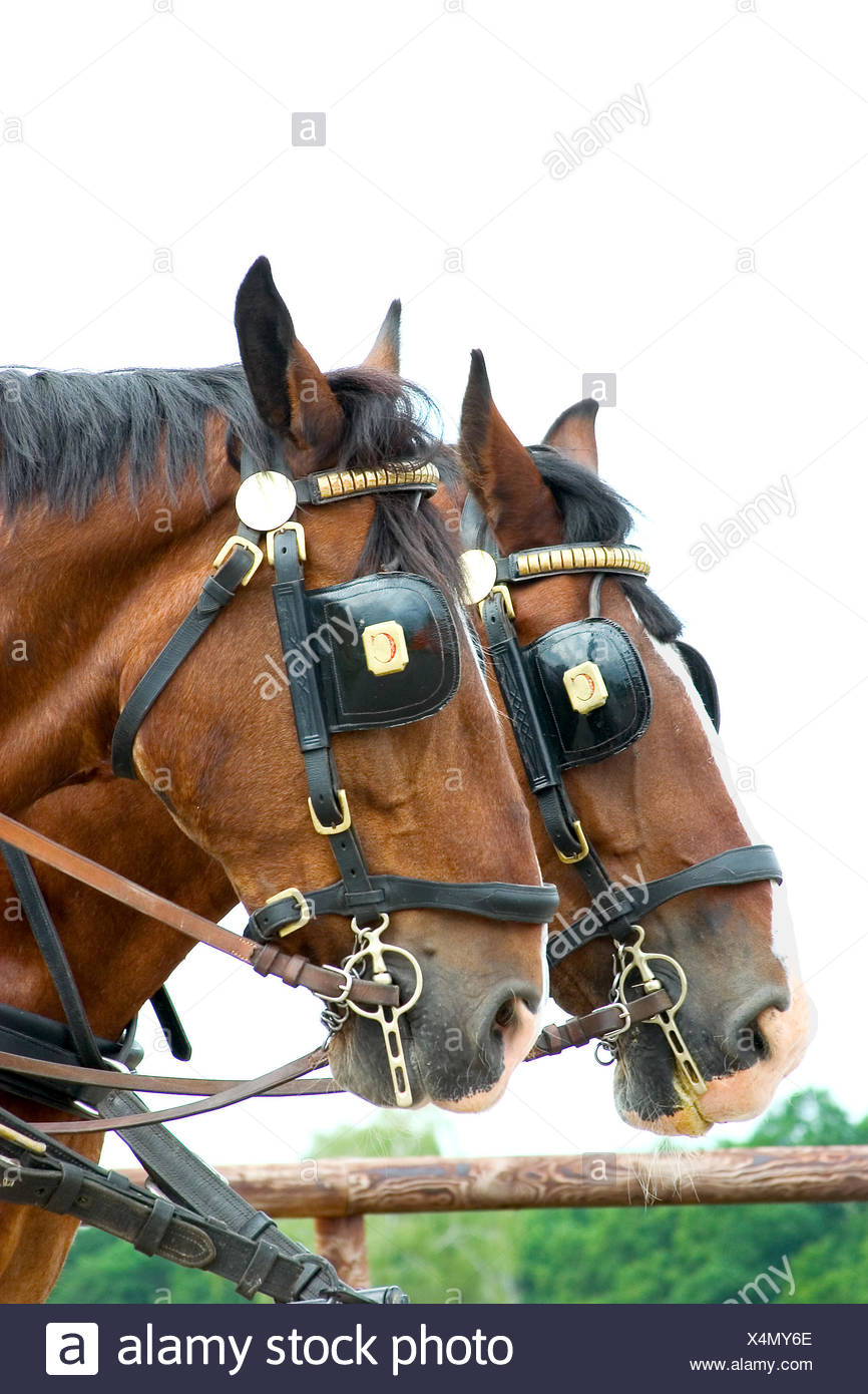 Horse Blinkers High Resolution Stock Photography and Images - Alamy