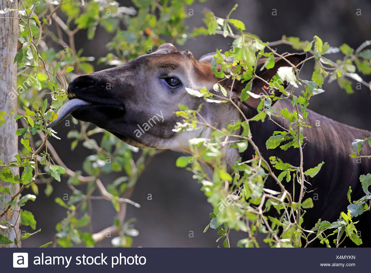 Okapi Eating Leaves High Resolution Stock Photography and Images - Alamy