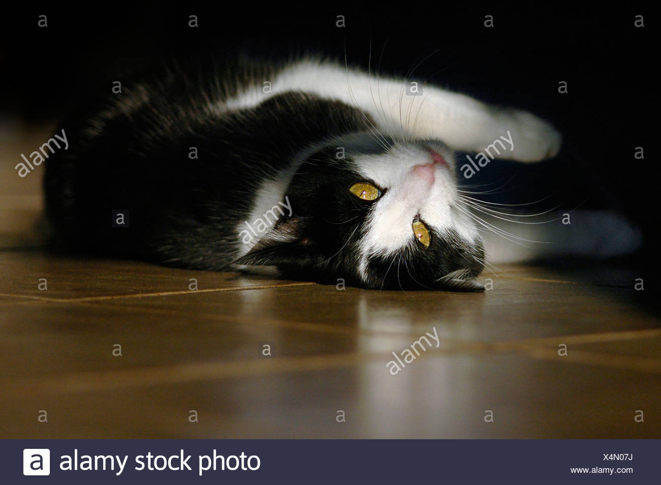 Black And White Tiles House High Resolution Stock Photography and ...