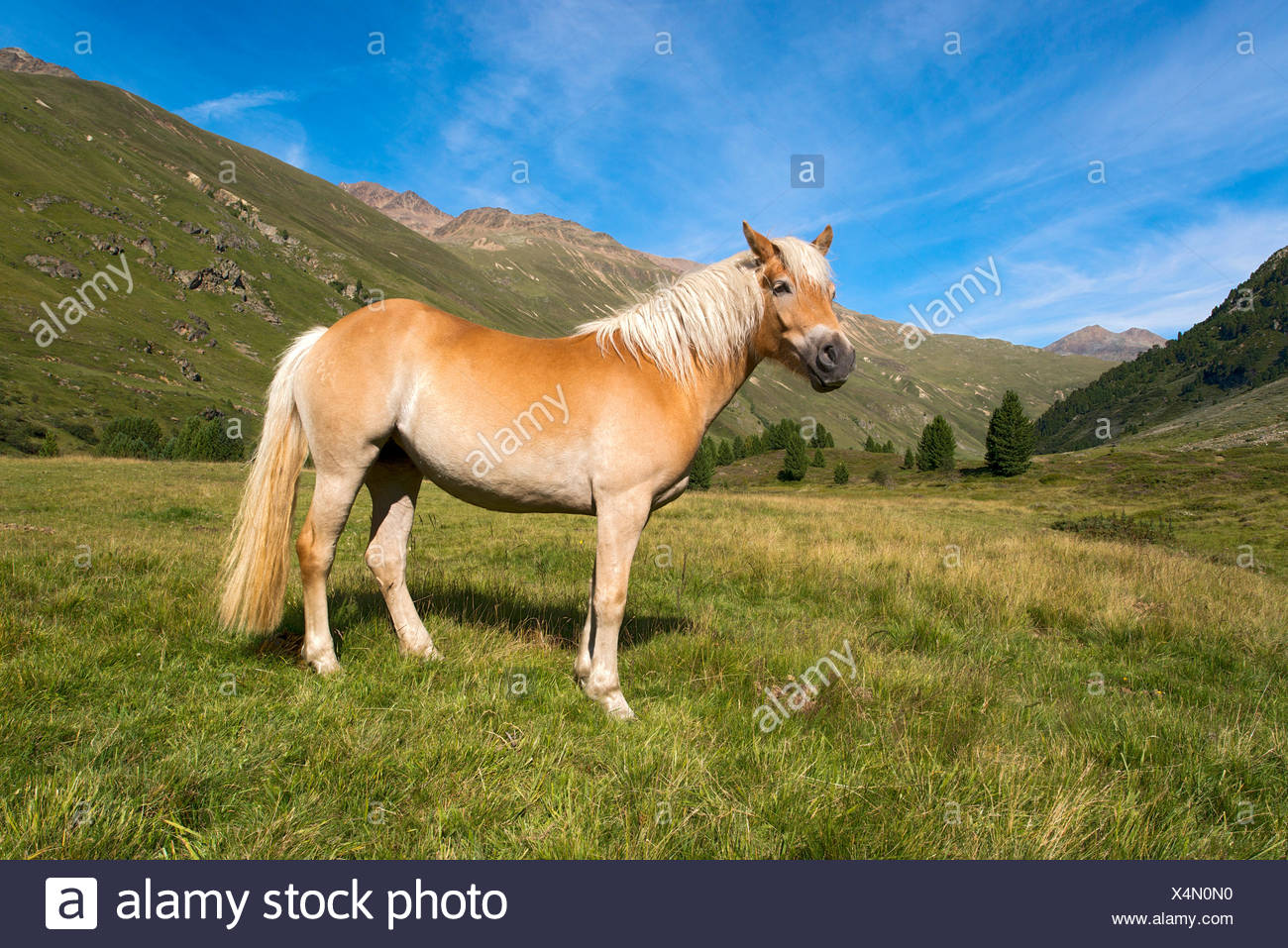Single Haflinger High Resolution Stock Photography and Images - Alamy