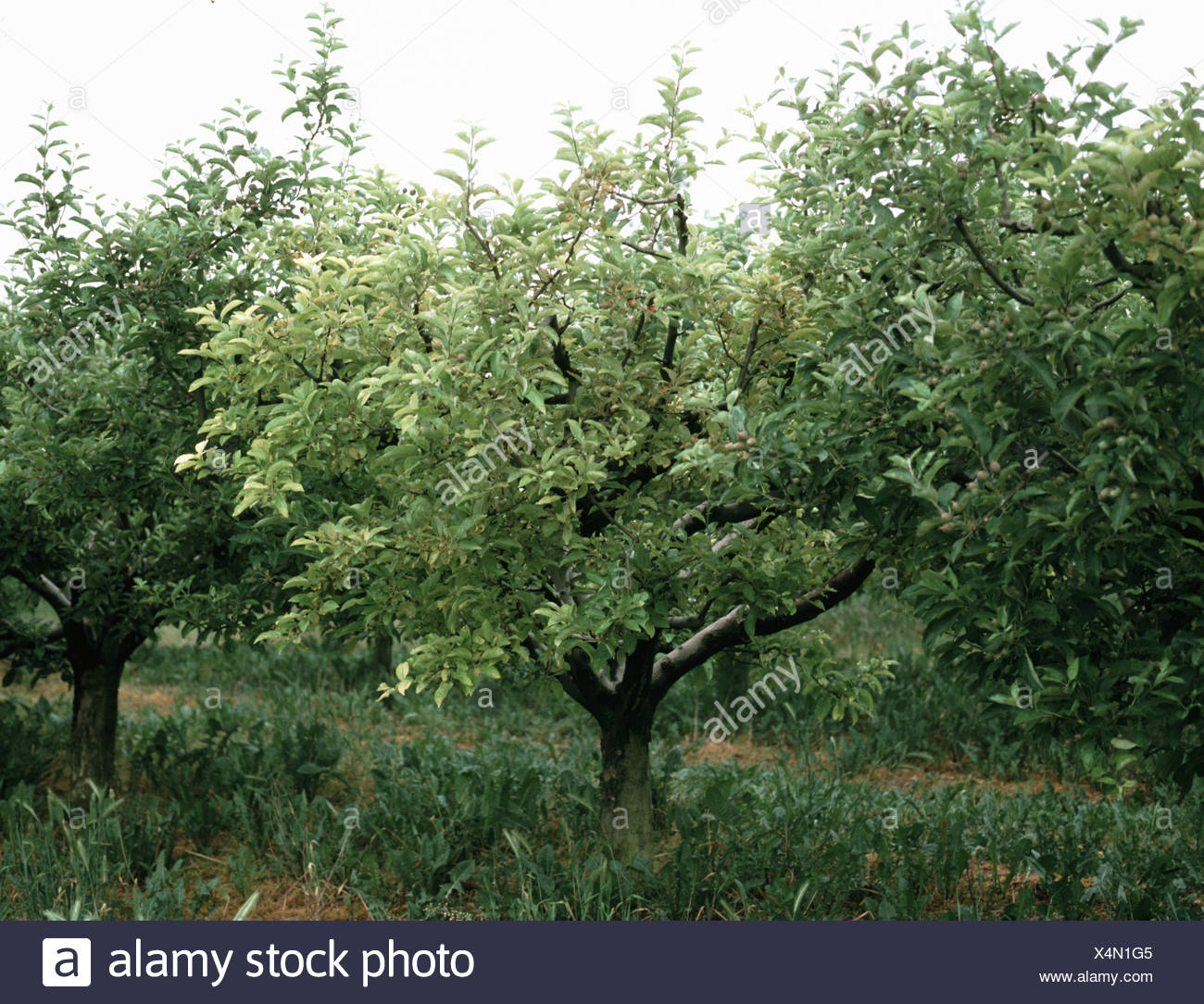 Red Spider Mite Fruit Tree High Resolution Stock Photography and Images ...