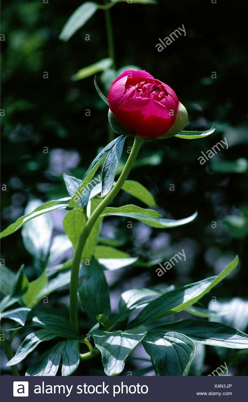 Paeonia Albiflora High Resolution Stock Photography and Images - Alamy