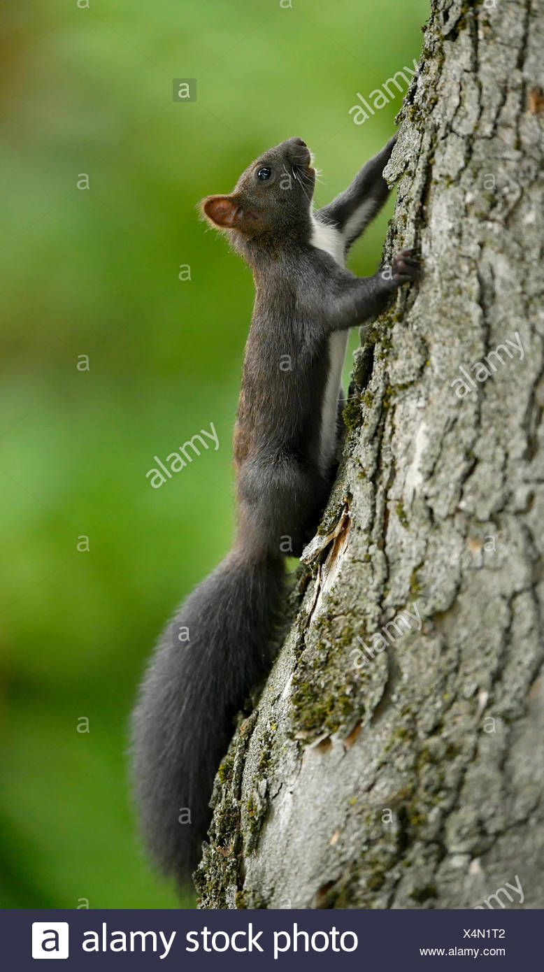 Black Red Squirrel Stock Photos & Black Red Squirrel Stock Images - Alamy