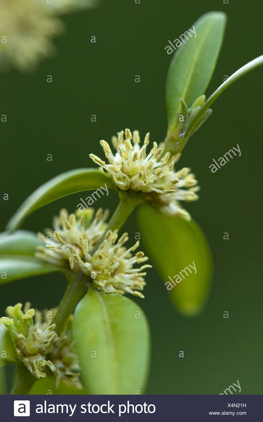 Common Boxwood Buxus Sempervirens Stock Photos & Common Boxwood Buxus ...