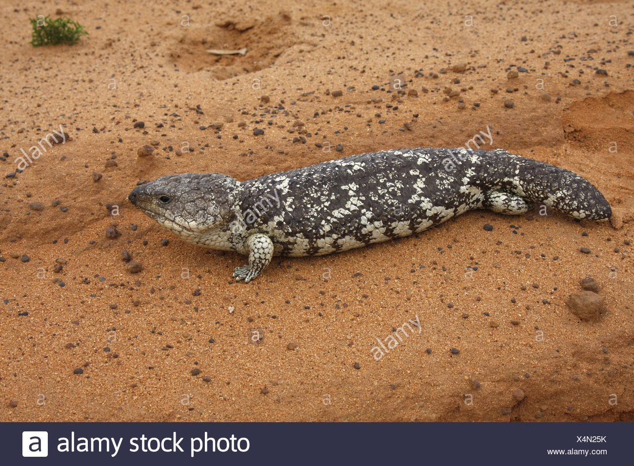 Shingleback Lizards High Resolution Stock Photography and Images - Alamy