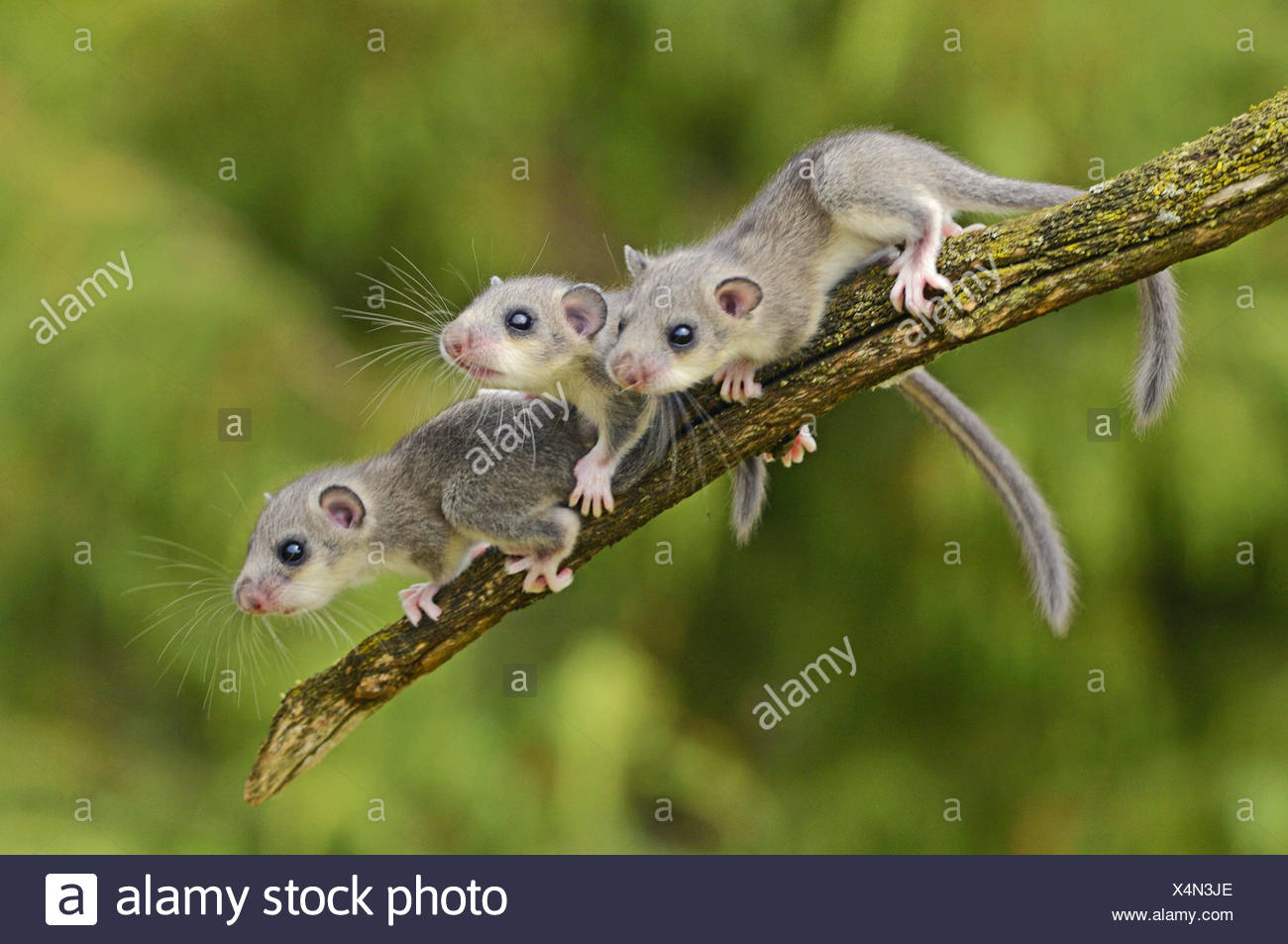 Glis Glis Edible Dormouse High Resolution Stock Photography and Images ...