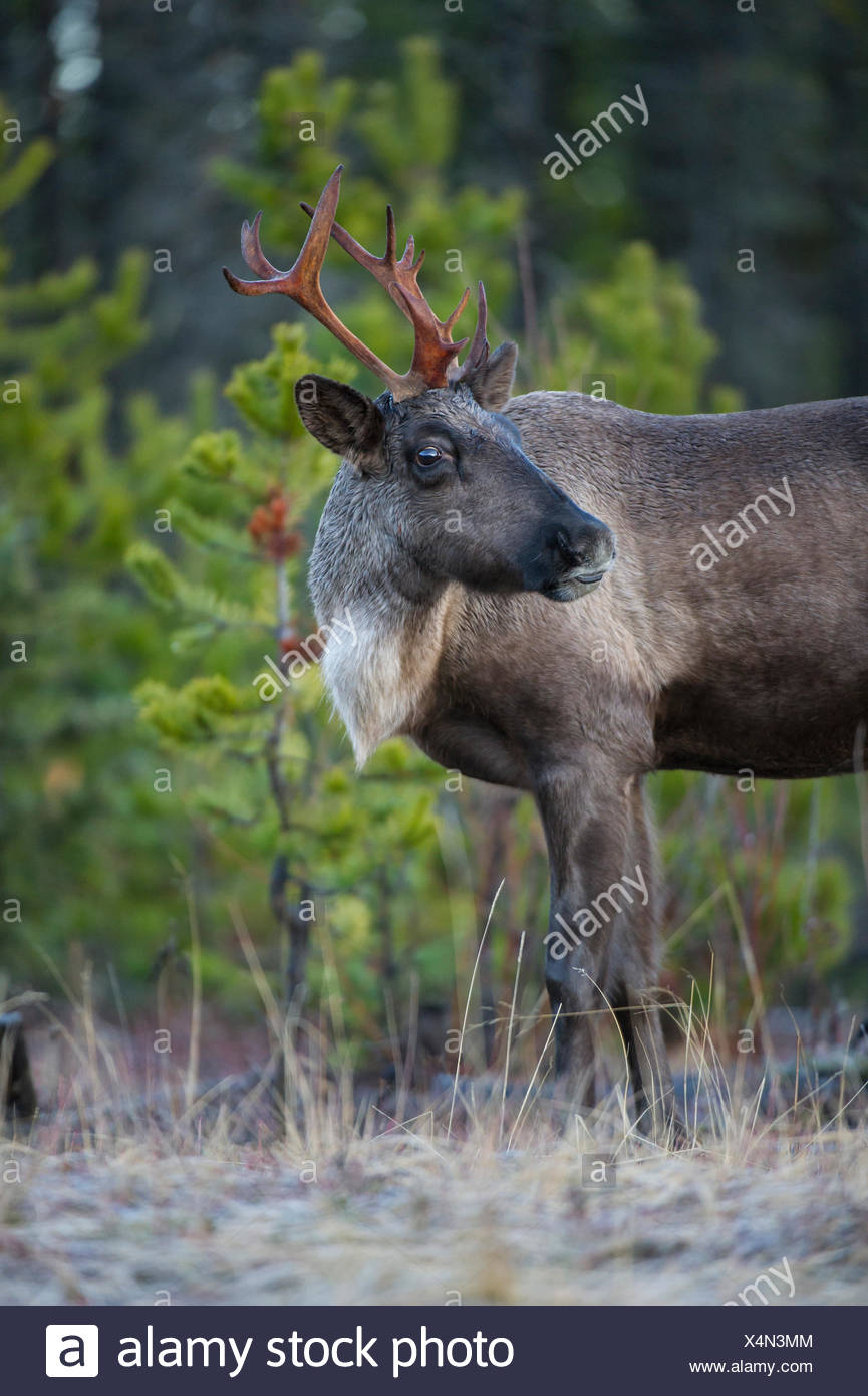 Female Caribou High Resolution Stock Photography and Images - Alamy