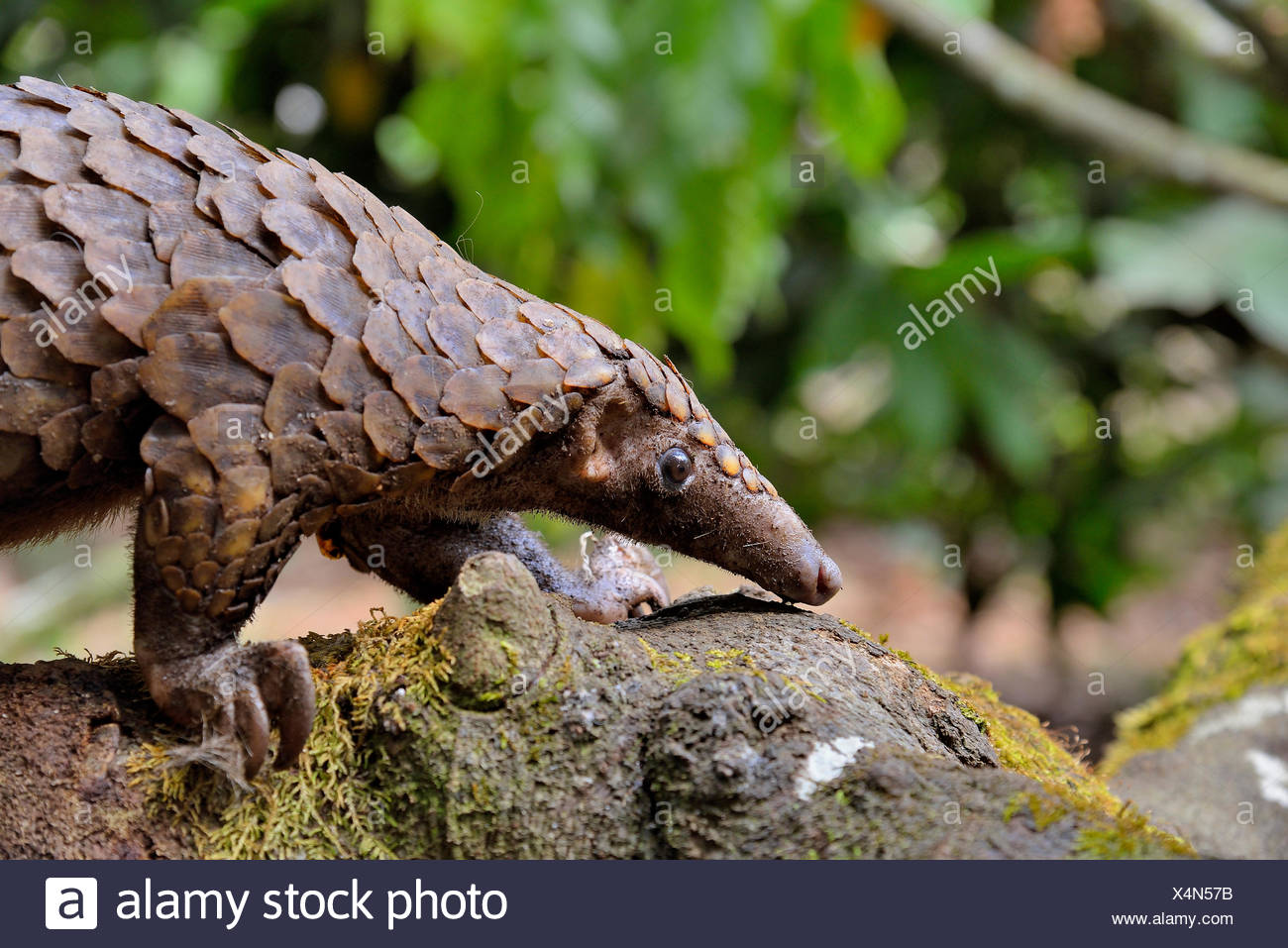 Black Bellied Pangolin Or Black Bellied Pangolin High Resolution Stock ...