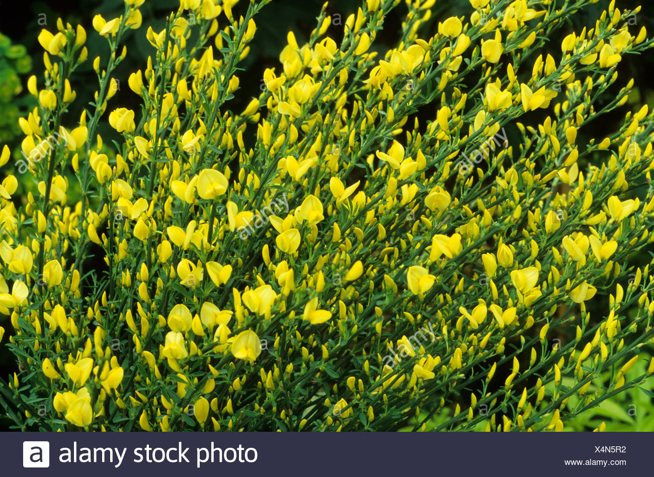 Cytisus X Praecox High Resolution Stock Photography and Images - Alamy