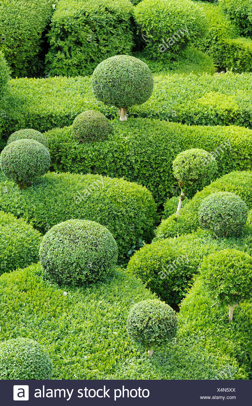 Common Boxwood Buxus Sempervirens Stock Photos & Common Boxwood Buxus ...