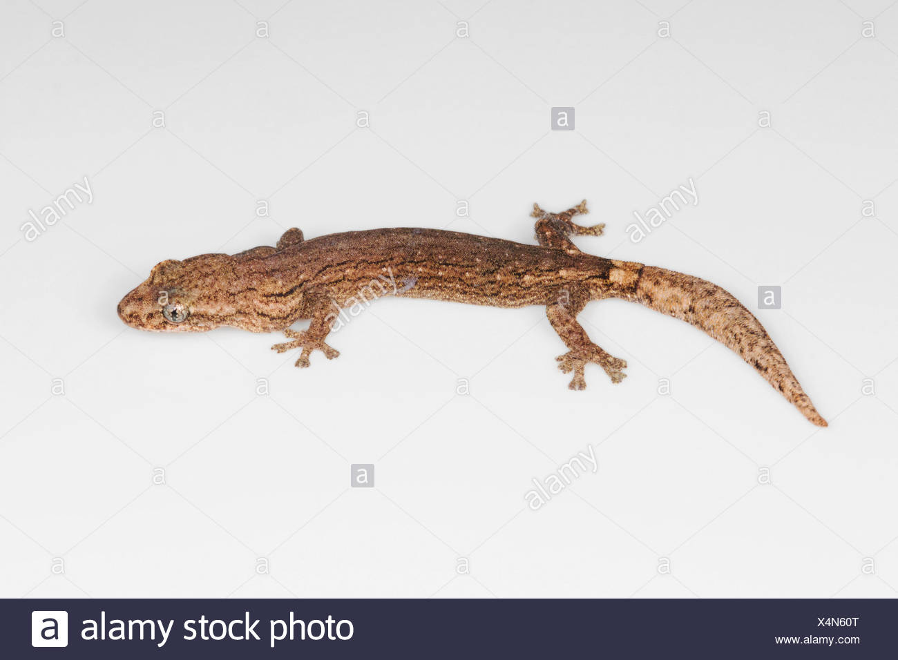 Curled Worm High Resolution Stock Photography and Images - Alamy