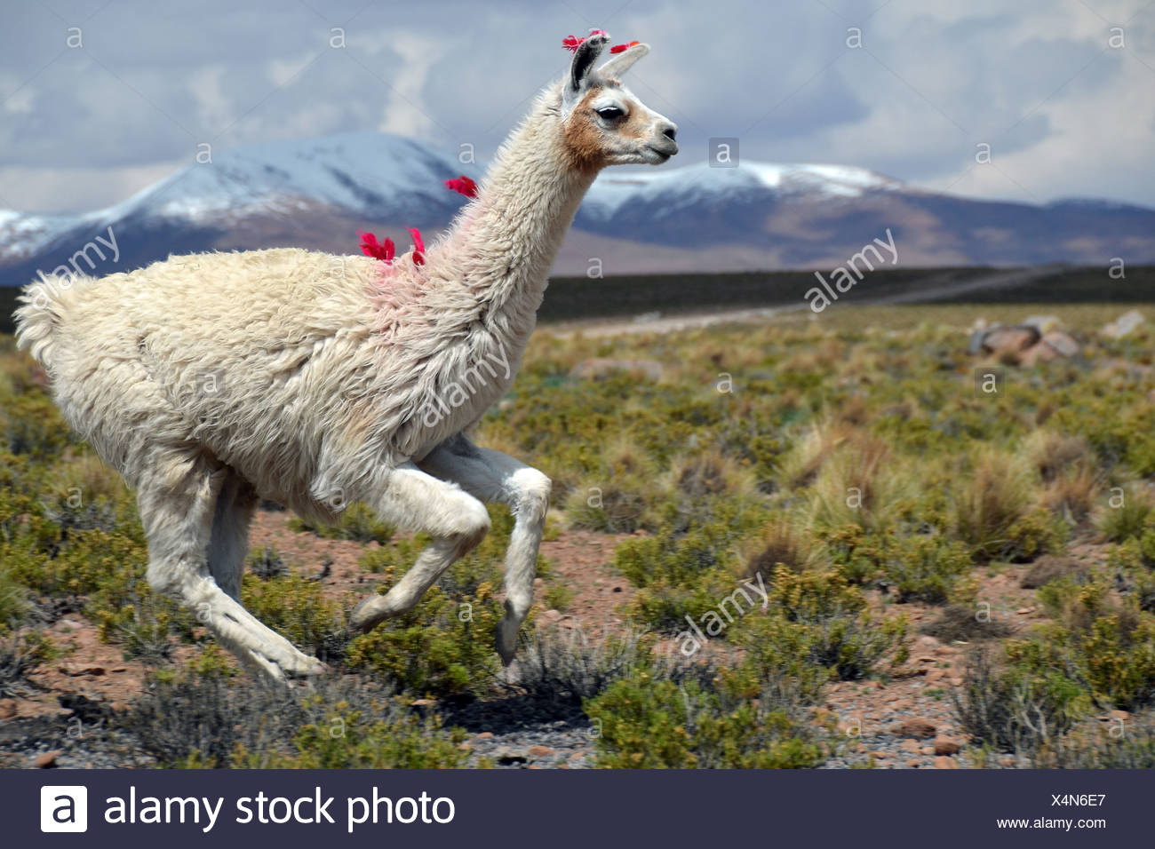 Lamas Peru Andes High Resolution Stock Photography and Images - Alamy