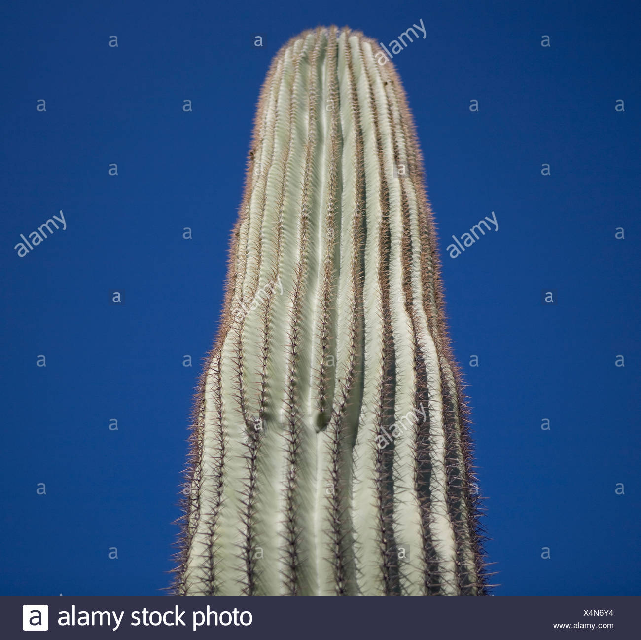 Usa Arizona Phoenix Saguaro Cactus High Resolution Stock Photography ...
